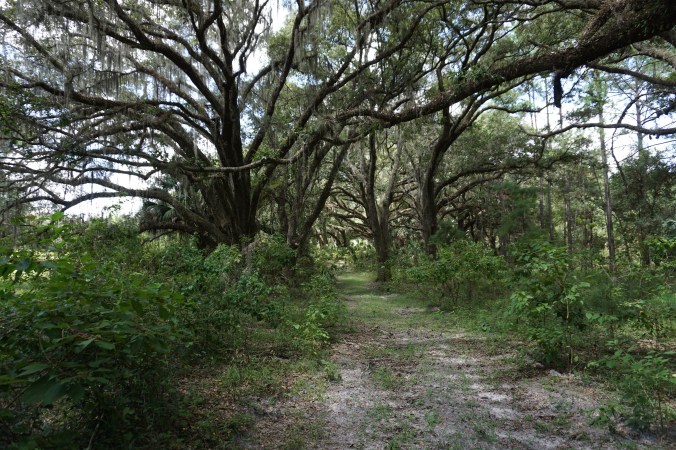 Alto Cemetery in Half Moon Wildlife Management Area | FLORIDA TRAILBLAZER