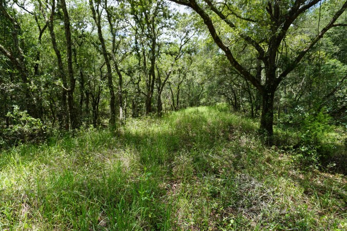 Turpentine History | FLORIDA TRAILBLAZER