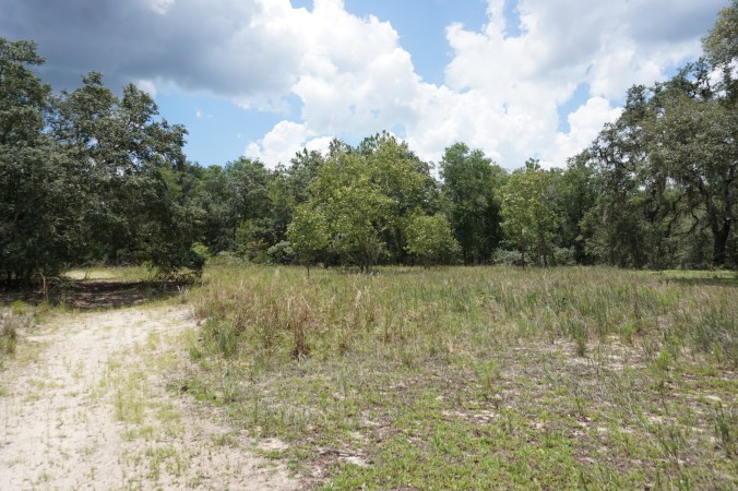 Turpentine History | FLORIDA TRAILBLAZER