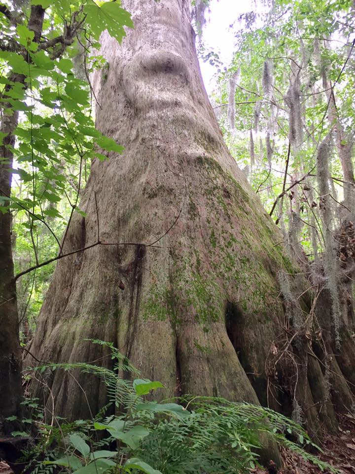 Ancient Cypress Trees at Spring Hammock Preserve | FLORIDA TRAILBLAZER
