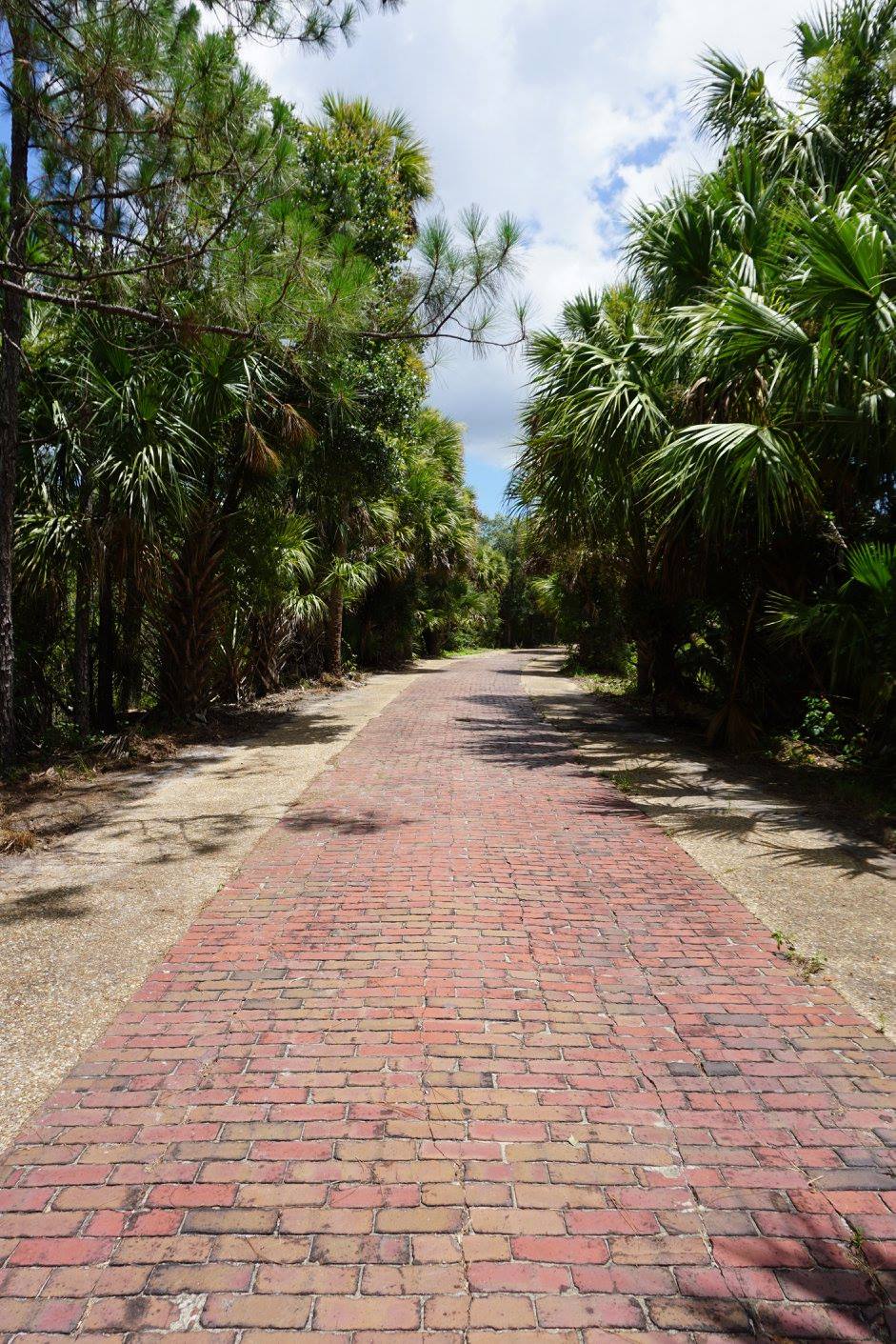Pershing Highway in Tiger Bay State Forest (Interpretive Trail ...
