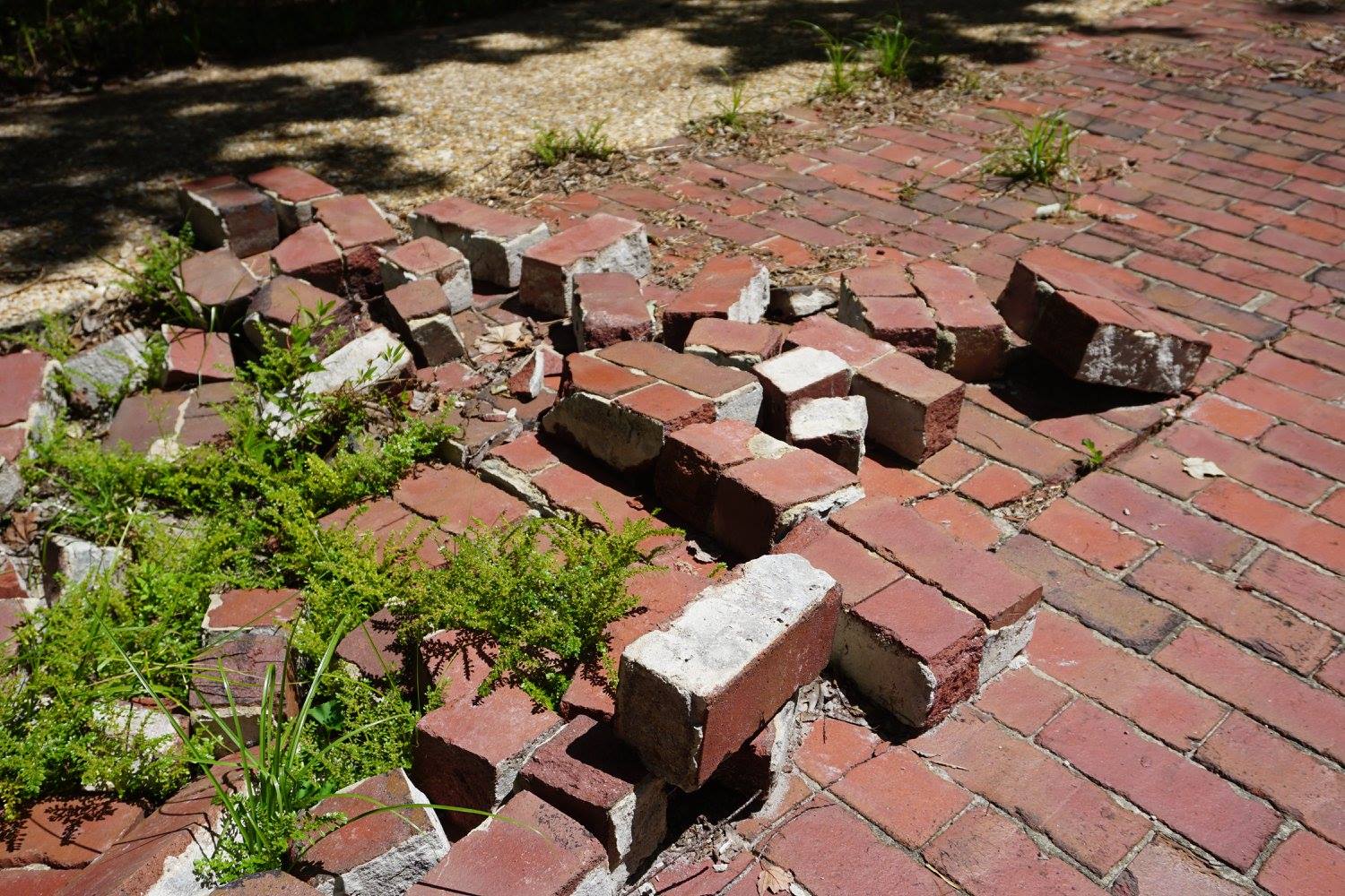Pershing Highway in Tiger Bay State Forest (Interpretive Trail ...
