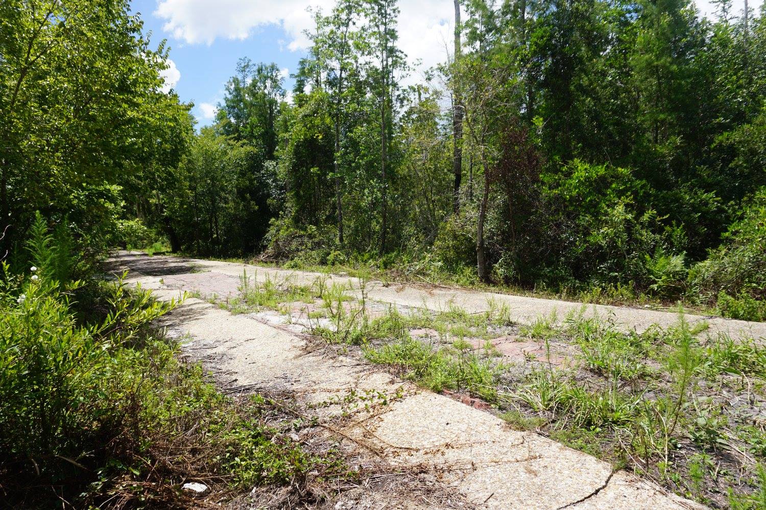 Pershing Highway in Tiger Bay State Forest (Interpretive Trail ...