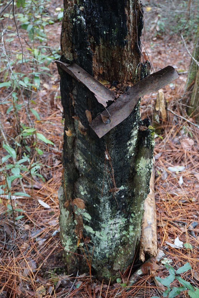 Turpentine History | FLORIDA TRAILBLAZER