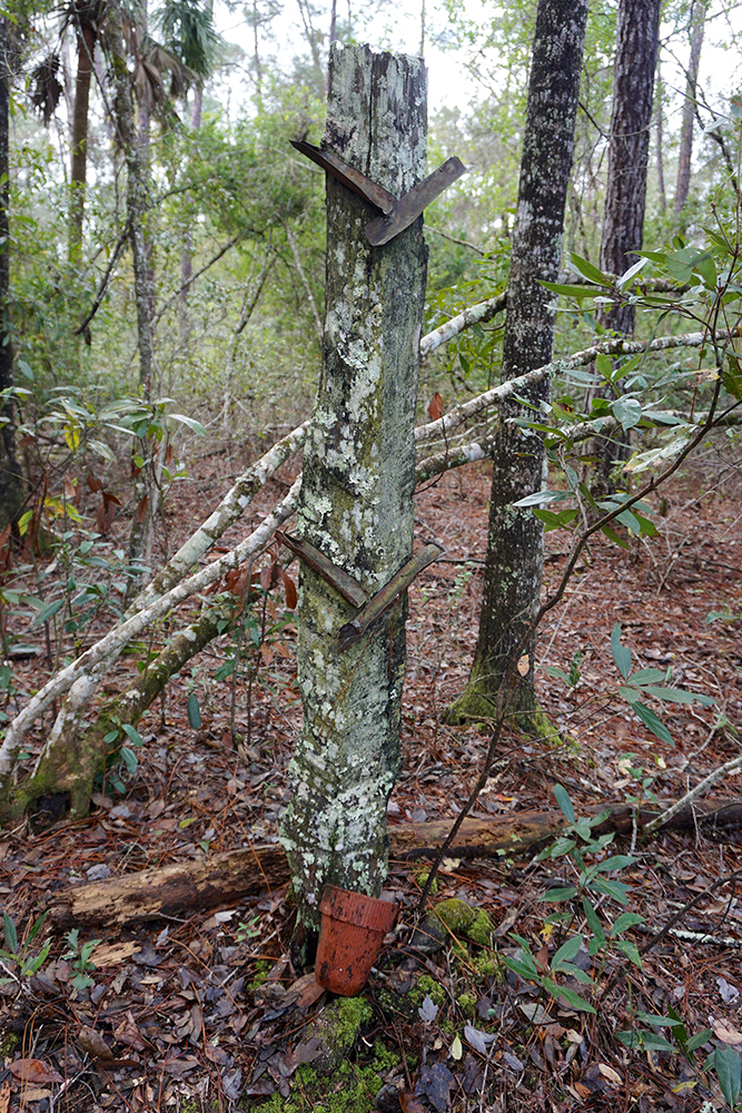 Turpentine History | FLORIDA TRAILBLAZER