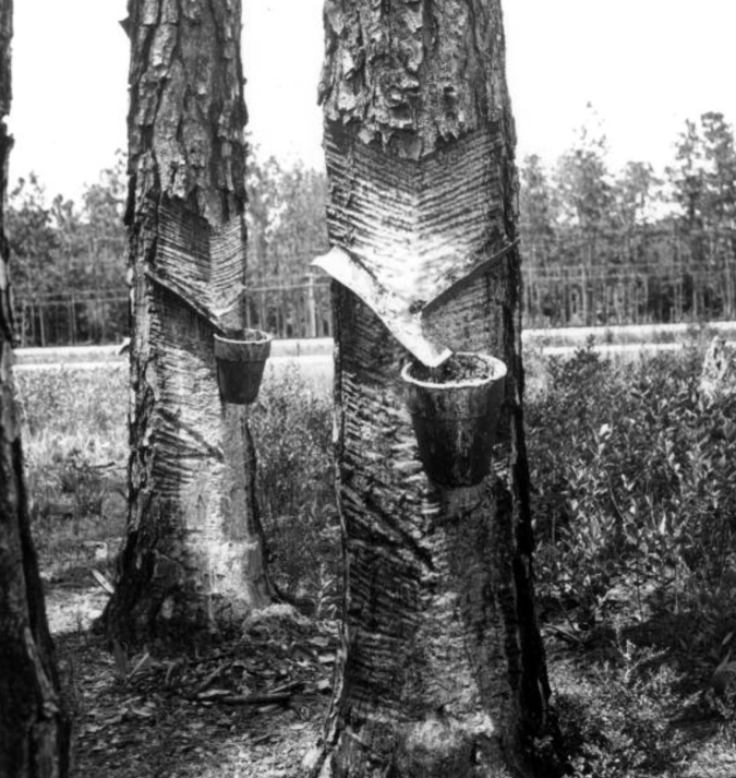Turpentine History | FLORIDA TRAILBLAZER