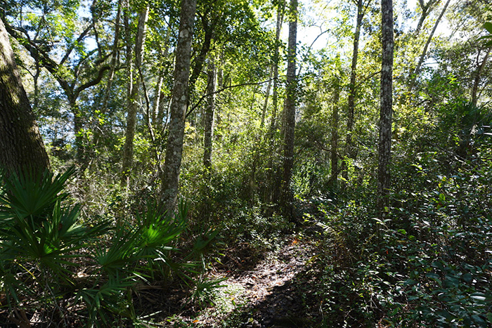 Thomas C. Fillyaw Gravesite in Ocala National Forest | FLORIDA TRAILBLAZER