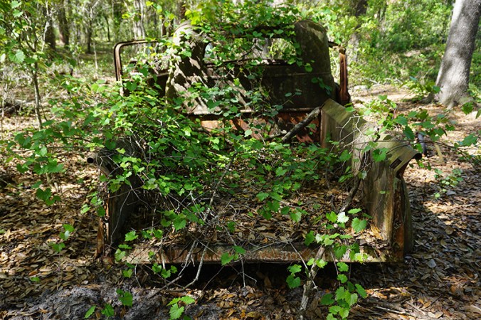 Abandoned Homestead Site in The Green Swamp Wilderness Preserve ...